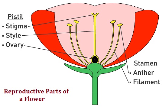 What Is A Pistil Tutorix