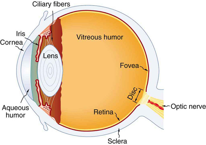 What Is Human Eye Tutorix what-is-human-eye-tutorix