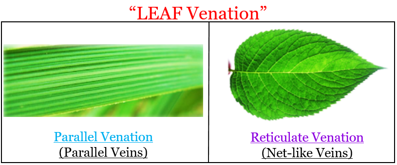 What Is Parallel Venation And Reticulate Venation Tutorix