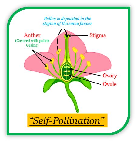 Cross Pollination Diagram