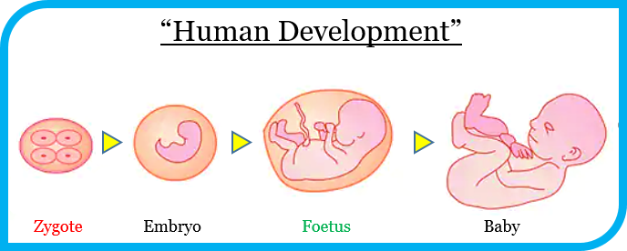 What Are The Differences Between Zygote And A Foet Tutorix