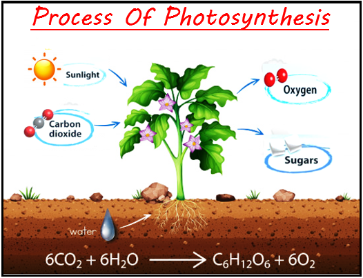 Mention the major events during photosynthesis - Tutorix