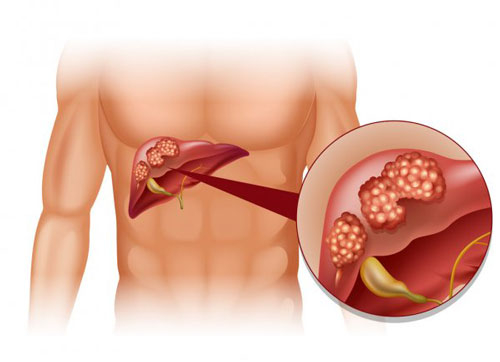 What are the functions of liver and pancreas in th - Tutorix