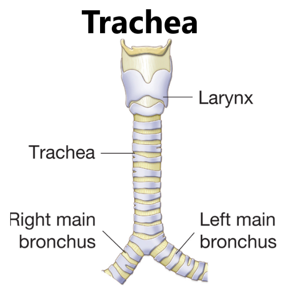 The trachea divides into two tubes at its lower en - Tutorix