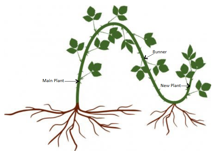 When the branches of a plant growing in the field - Tutorix