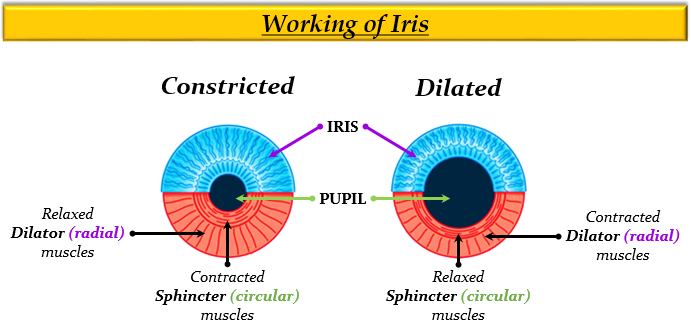 Cool mnmeonic to remember which muscles relax and contract in the eye ...