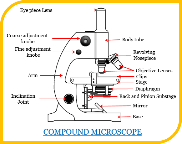 Can microorganisms be seen with the naked eye If n - Tutorix