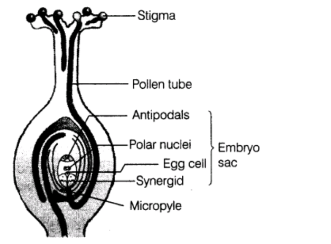 What is the meaning of pollen tube - Tutorix