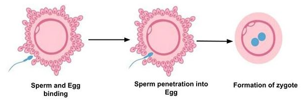 What is zygote and embryo - Tutorix